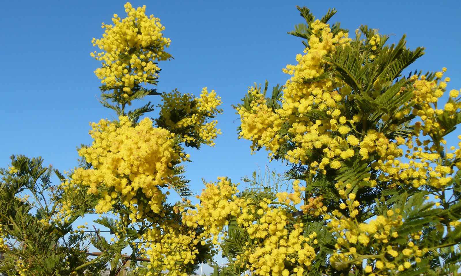 Acacia Dealbata (Mimosa Tree) – Garden Plants Online