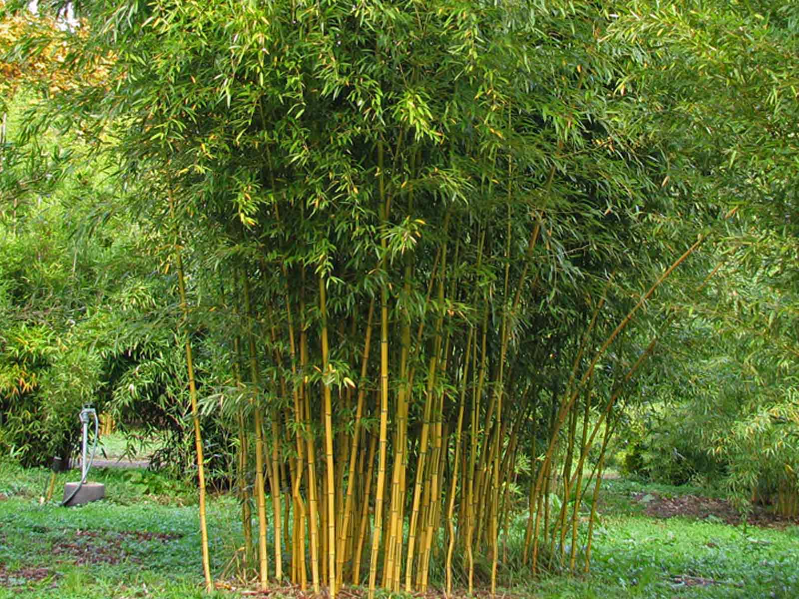 Green Groove Bamboo Bambusa Phyllostachys Aureosulcata Spectabilis