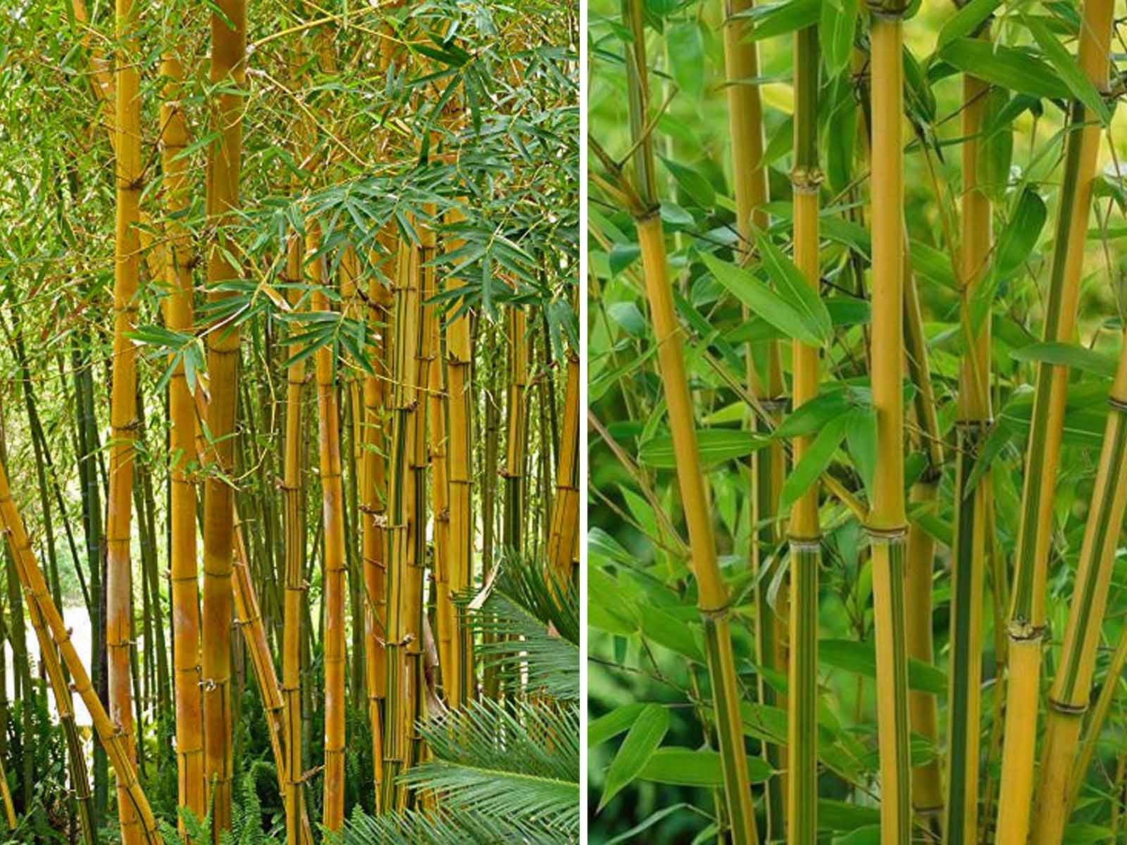 Green Groove Bamboo Bambusa Phyllostachys Aureosulcata Spectabilis
