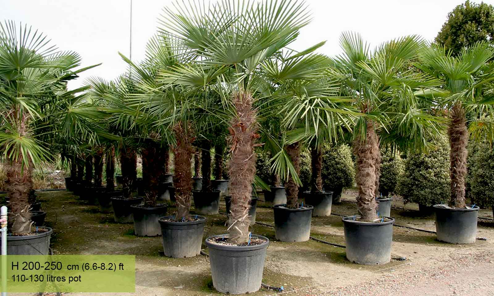 Chusan Palm (Chamaerops Excelsa / Trachycarpus Fortunei) – Garden ...