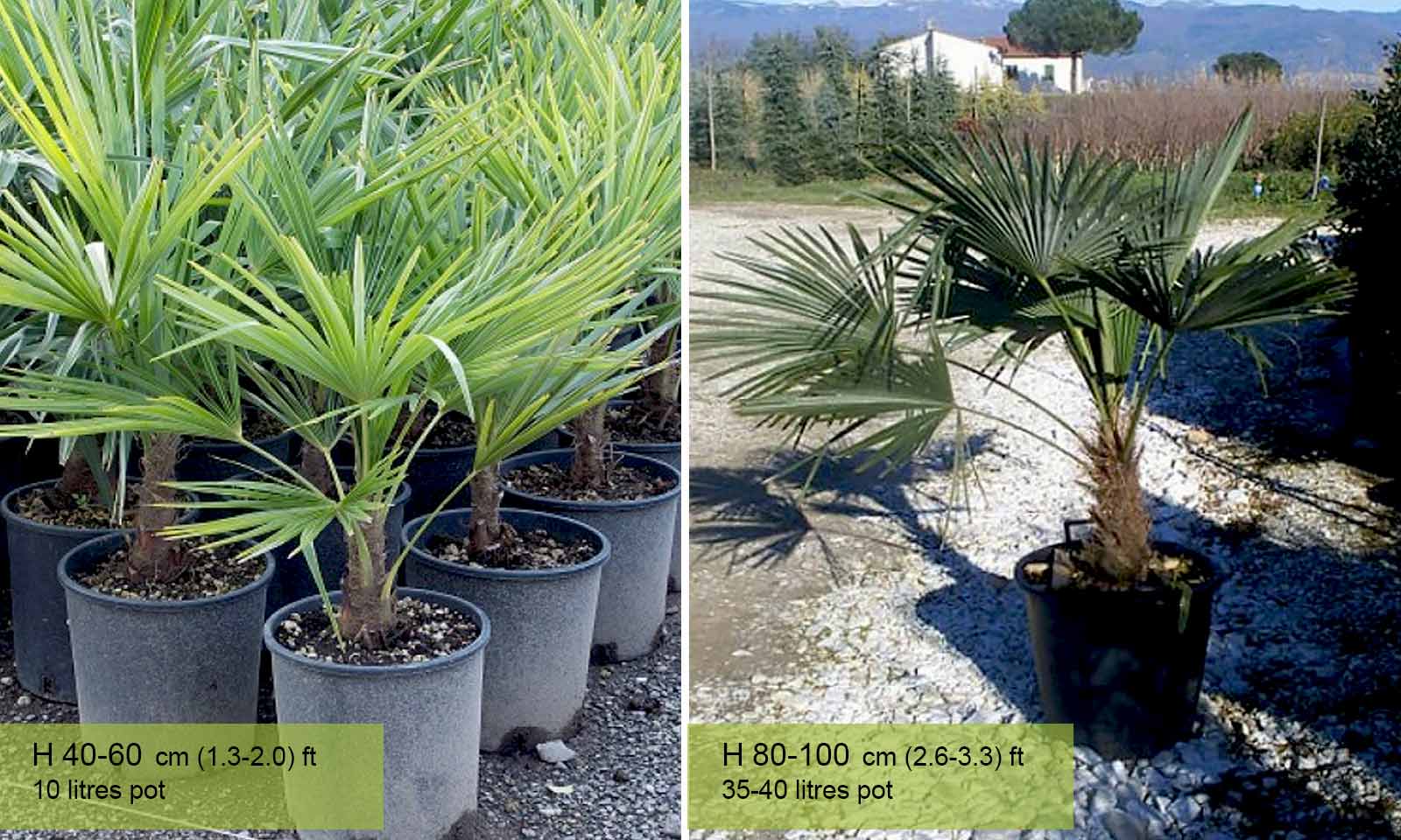 Chusan Palm (Chamaerops Excelsa / Trachycarpus Fortunei) – Garden ...