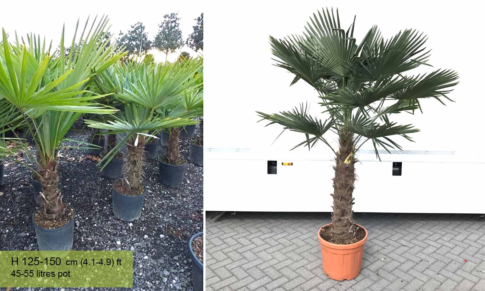 Chusan Palm (Chamaerops Excelsa / Trachycarpus Fortunei) – Garden ...