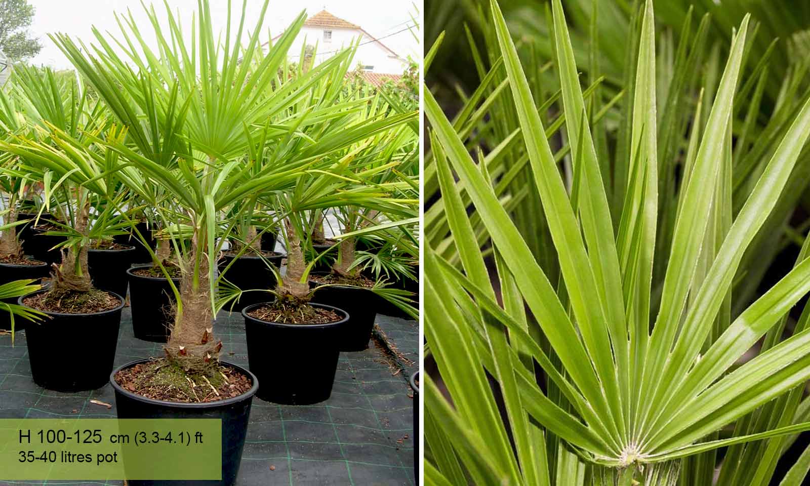 Chusan Palm (Chamaerops Excelsa / Trachycarpus Fortunei) – Garden ...