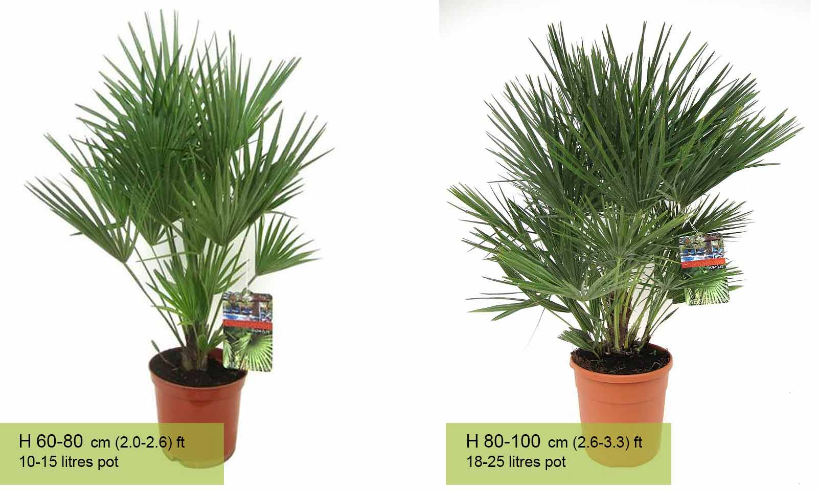 Mediterranean Fan Palm (Chamaerops Humilis) – Multi trunk – Garden ...