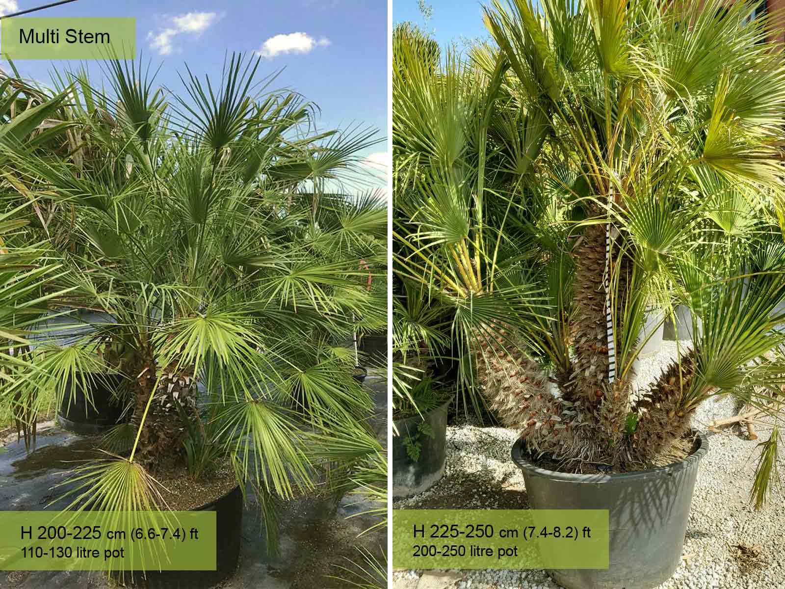 Mediterranean Dwarf Palm Trees Mediterranean Fan Palm (Chamaerops