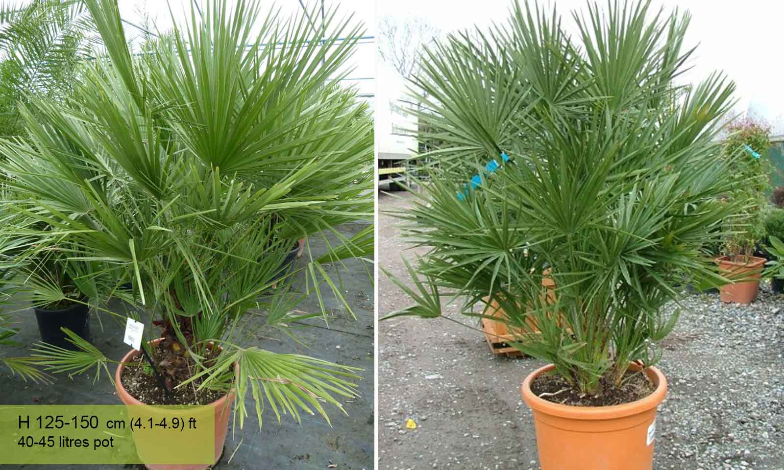 Mediterranean Fan Palm (Chamaerops Humilis) – Multi trunk – Garden ...