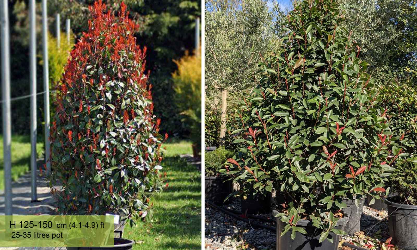 Photinia Serrulata Red Robin – Cone – Garden Plants Online