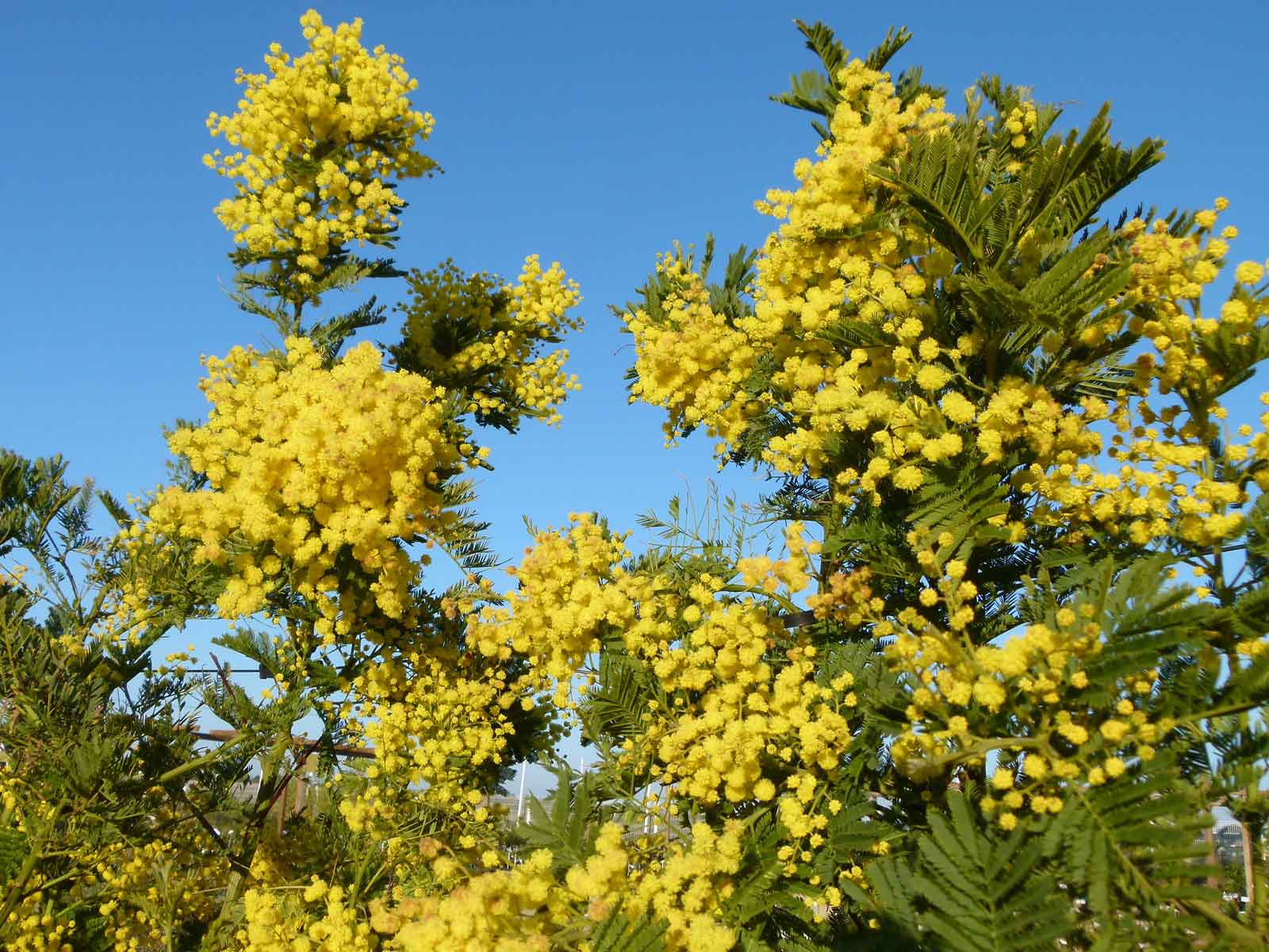 Mimosa Flower Acacia Dealbata (Mimosa Tree) – Garden Plants Online