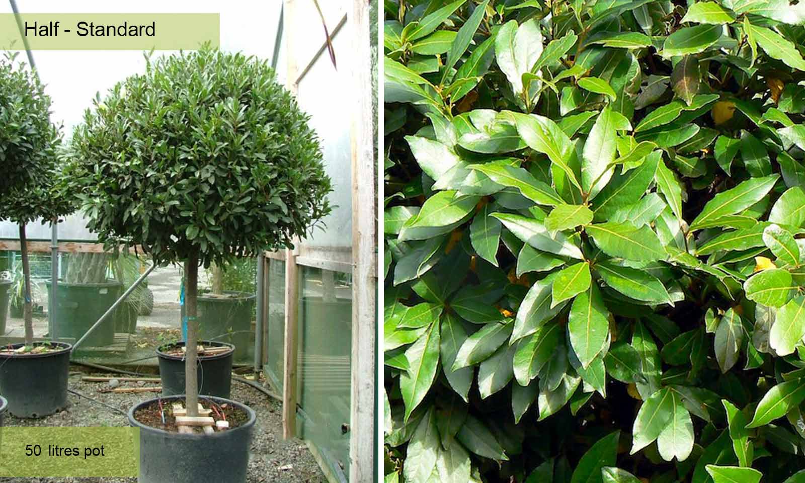 Laurus Nobilis (Bay Tree) – Half Standard – Garden Plants Online