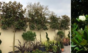 Magnolia Grandiflora (Evergreen Magnolia) – Standard Pleached – Garden ...