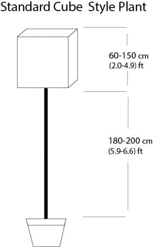 Carpinus Betulus (Hornbeam) – Standard Cube – Garden Plants Online