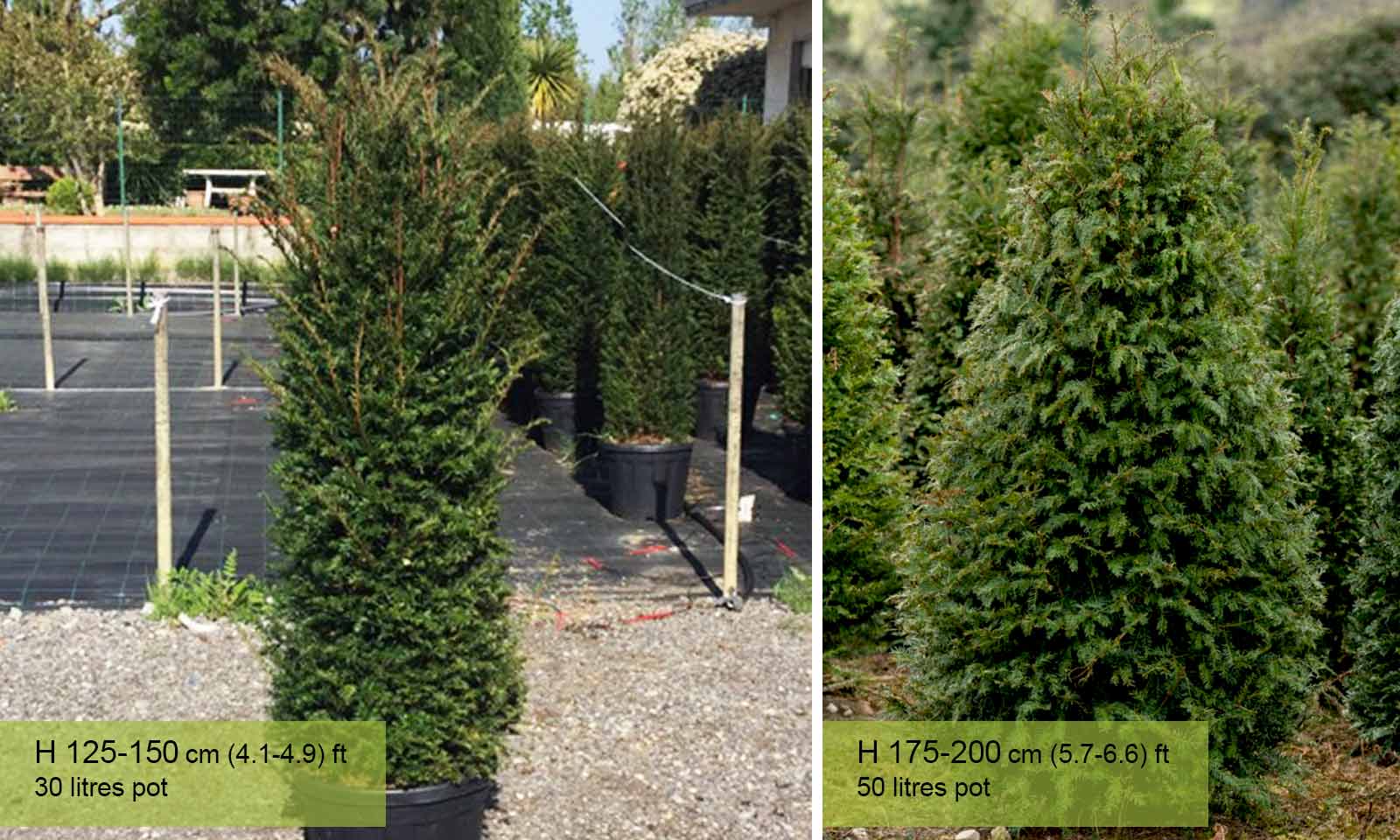 Taxus Baccata (English Yew) – Shrub – Garden Plants Online