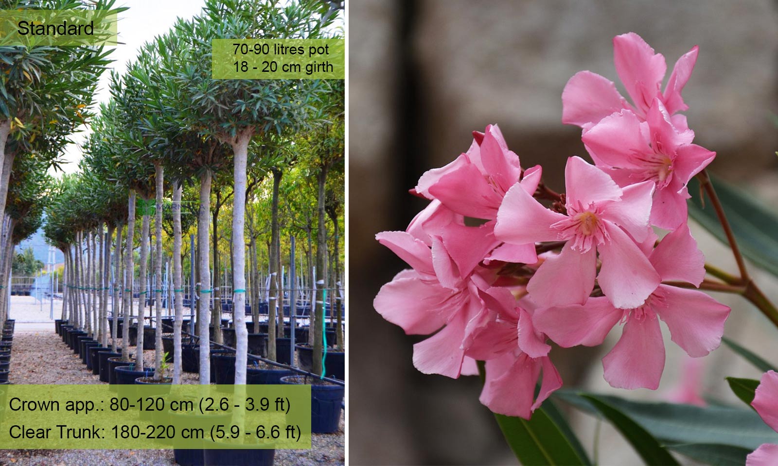 Nerium Oleander Plant Oleander PNG Images & PSDs For Download