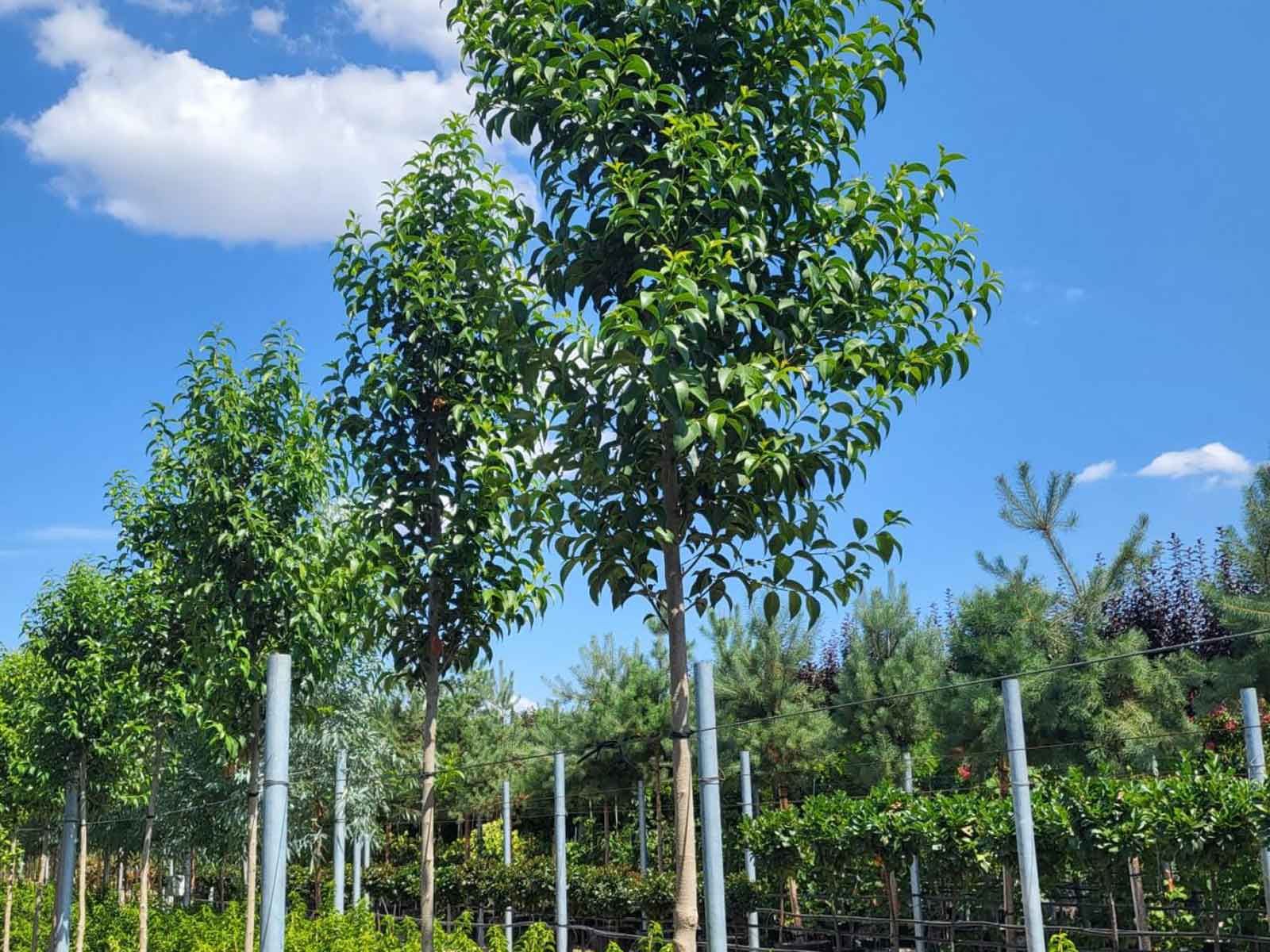 Ligustrum Japonicum (Japanese Privet) – Standard – Garden Plants Online