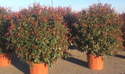 Photinia Serrulata Red Robin – Ball – Garden Plants Online