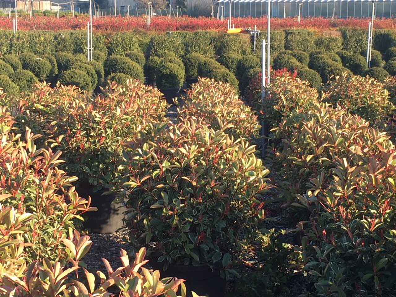 Photinia Serrulata Red Robin – Ball – Garden Plants Online