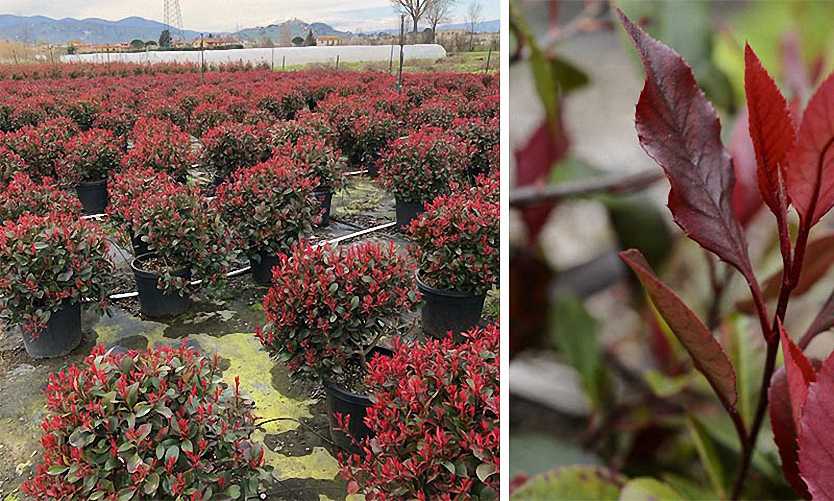 Photinia Serrulata Red Robin – Ball – Garden Plants Online