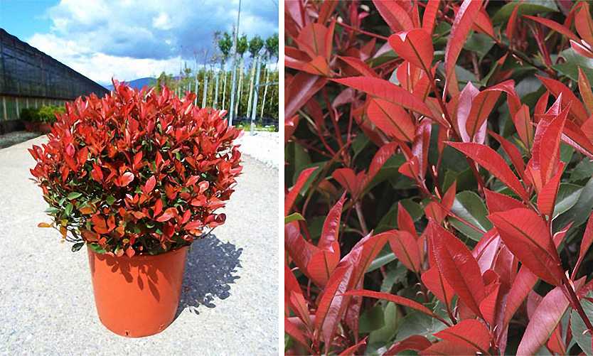 Photinia Serrulata Red Robin – Ball – Garden Plants Online