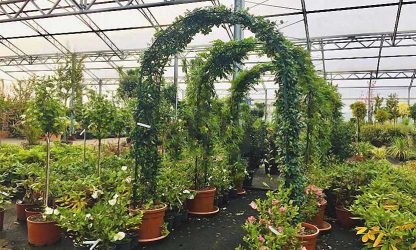 Rhyncospermum Jasminoides / Trachelospermum Jasminoides (Star Jasmine ...