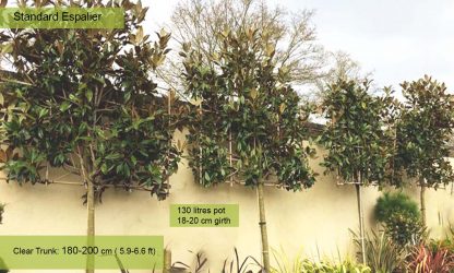 Magnolia Grandiflora (Evergreen Magnolia) – Standard Pleached – Garden ...