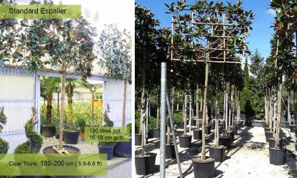 Magnolia Grandiflora (Evergreen Magnolia) – Standard Pleached – Garden ...