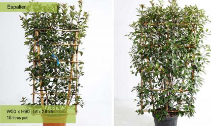 Photinia x Fraseri Red Robin – Espalier – Garden Plants Online