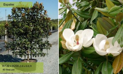 Magnolia Grandiflora (Evergreen Magnolia) – Espalier – Garden Plants Online