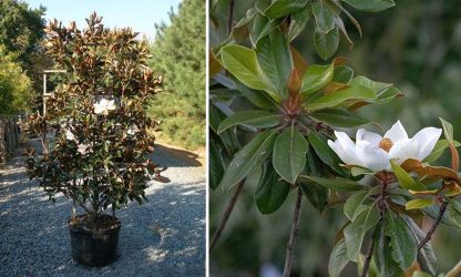Magnolia Grandiflora (Evergreen Magnolia) – Espalier – Garden Plants Online