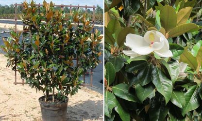 Magnolia Grandiflora (Evergreen Magnolia) – Espalier – Garden Plants Online