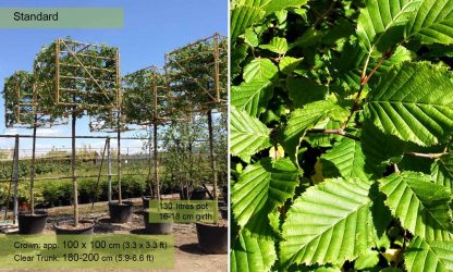 Carpinus Betulus (Hornbeam) – Standard Cube – Garden Plants Online