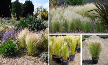 Stipa Tenuissima (Mexican Feather Grass) – Garden Plants Online