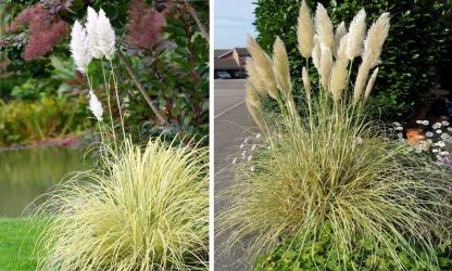 Cortaderia Selloana ‘Splendid Star’ (‘Splendid Star’ Pampas Grass ...