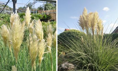 Cortaderia Selloana ‘Splendid Star’ (‘Splendid Star’ Pampas Grass ...