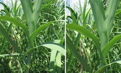 Arundo Donax (Spanish Cane) – Garden Plants Online