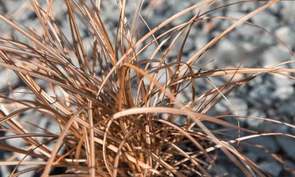 Carex Tenuiculmis ‘Cappuccino’ (‘Cappuccino’ Sedge) – Garden Plants Online