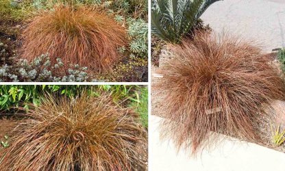 Carex Tenuiculmis ‘Cappuccino’ (‘Cappuccino’ Sedge) – Garden Plants Online