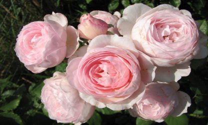 Pink Roses Tantau – Shrub – Garden Plants Online