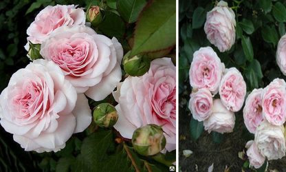 Pink Roses Tantau – Shrub – Garden Plants Online