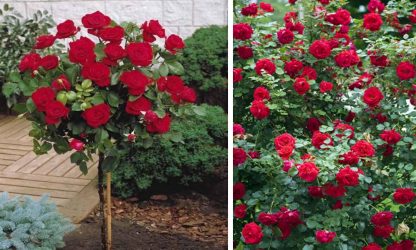 Red Roses – Half Standard – Garden Plants Online
