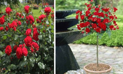 Red Roses – Half Standard – Garden Plants Online
