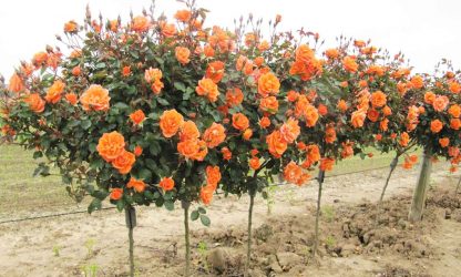 Orange Roses – Half Standard – Garden Plants Online
