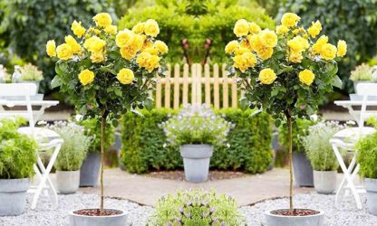 Yellow Roses / Rosa – Half Standard – Garden Plants Online