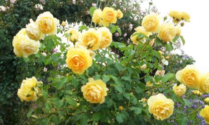 Yellow Roses / Rosa – Half Standard – Garden Plants Online