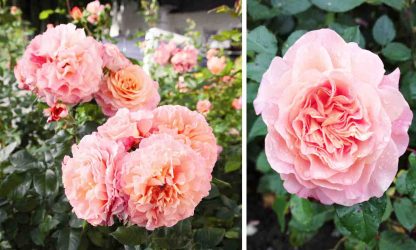 Roses (Augusta Luise Rose) – Shrub – Garden Plants Online