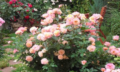 Roses (Augusta Luise Rose) – Shrub – Garden Plants Online