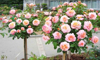 Tangust Roses (Rosa ‘Augusta Luise’) – Half Standard – Garden Plants Online