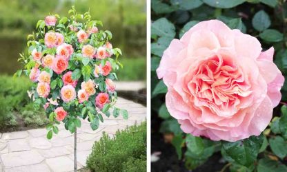 Tangust Roses (Rosa ‘Augusta Luise’) – Half Standard – Garden Plants Online