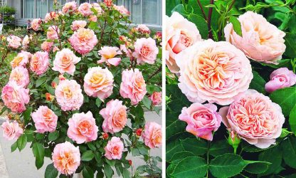 Tangust Roses (Rosa ‘Augusta Luise’) – Half Standard – Garden Plants Online