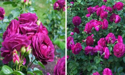 Purple Roses – Half Standard – Garden Plants Online
