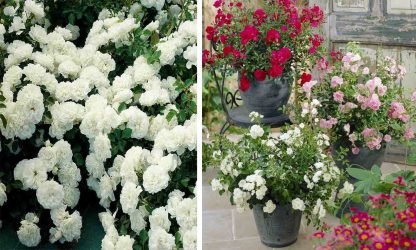 White Roses – Ground Cover – Garden Plants Online